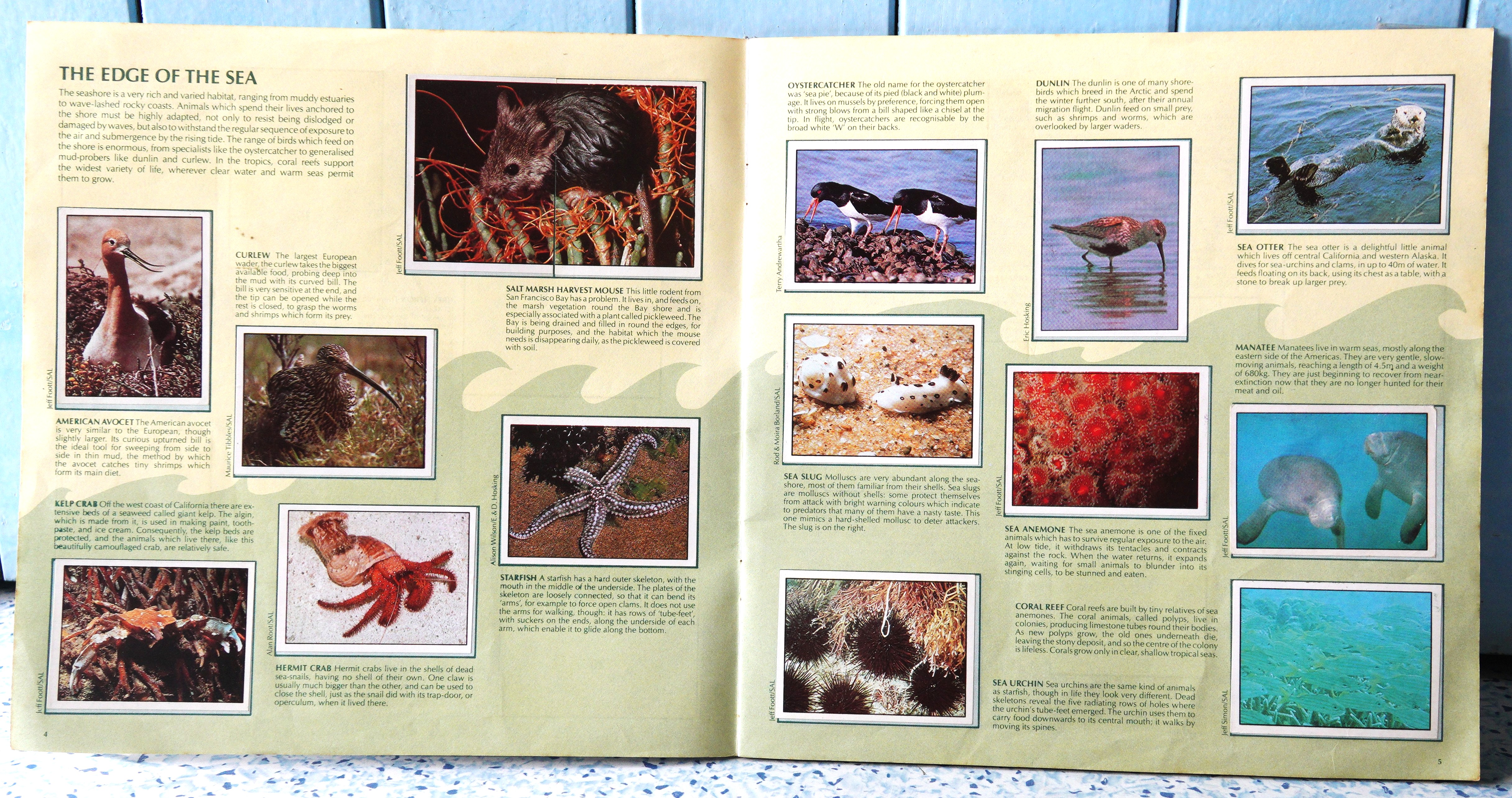 How 70s, 80s and 90s Kids Fell In Love with Nature (Part 3) – Panini ...